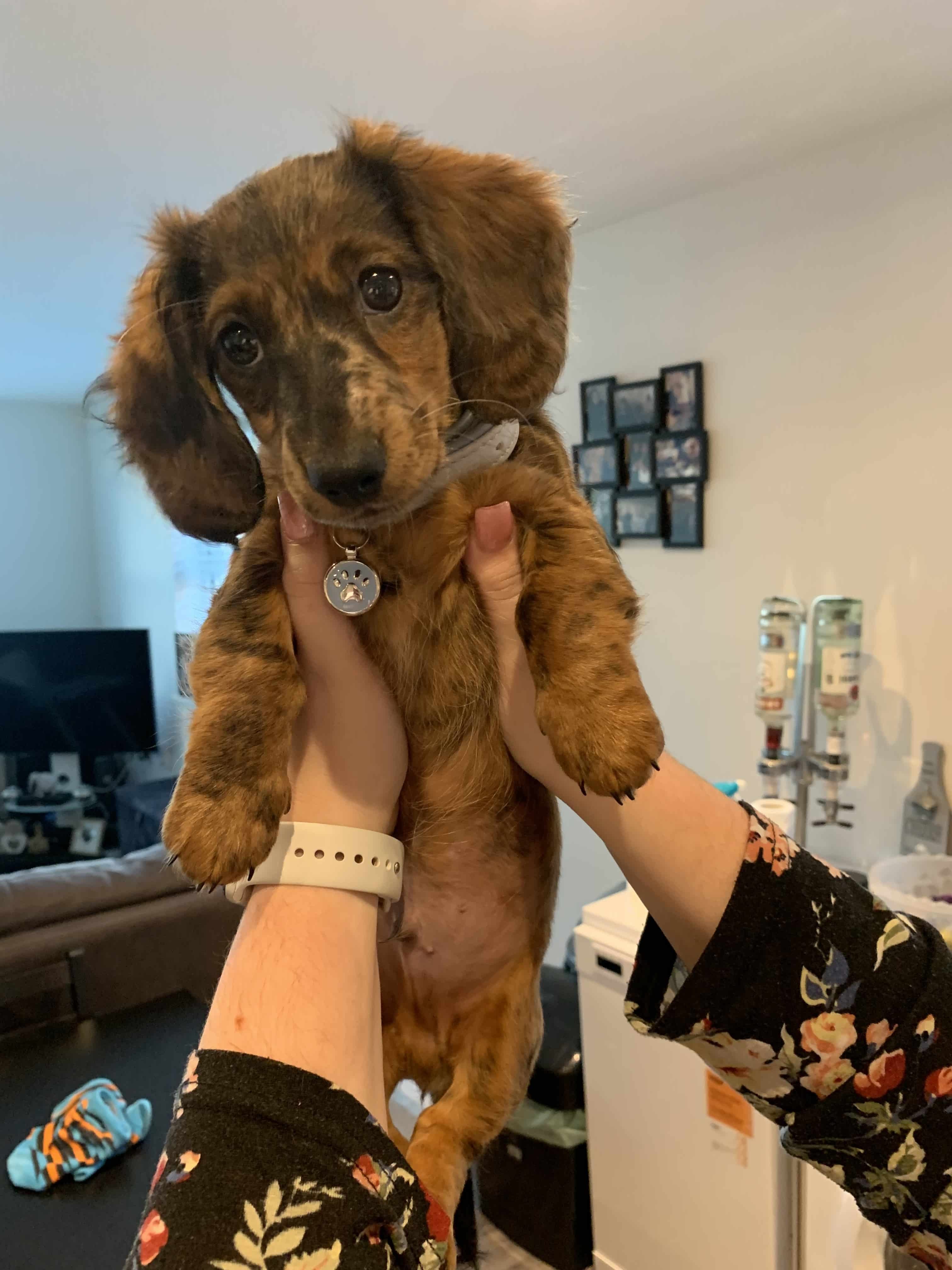 Frank | Pet of the Month Competition | Tagiffany
