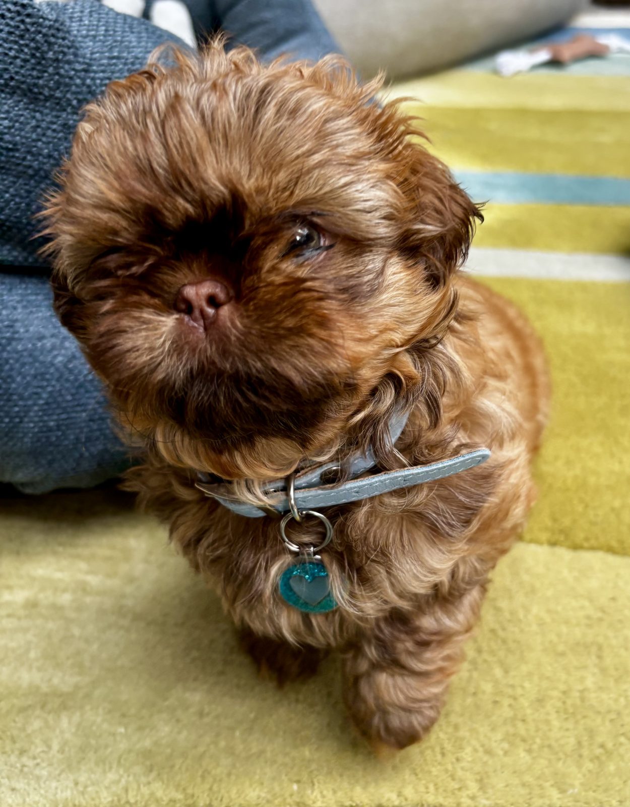 Dusty | Pet of the Month Competition | Tagiffany